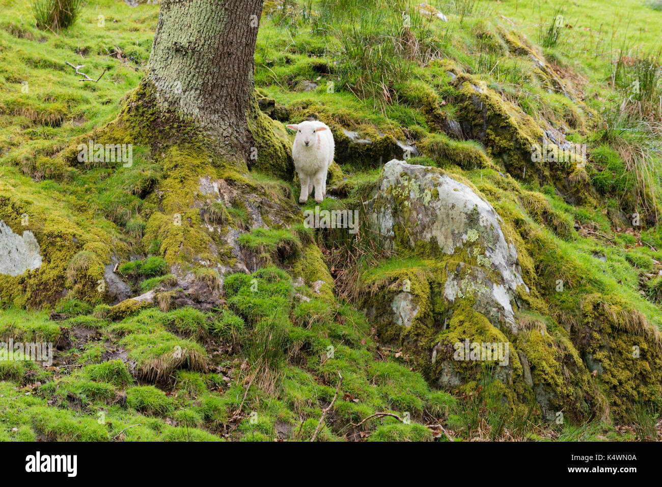Lamb under tree hi-res stock photography and images - Alamy