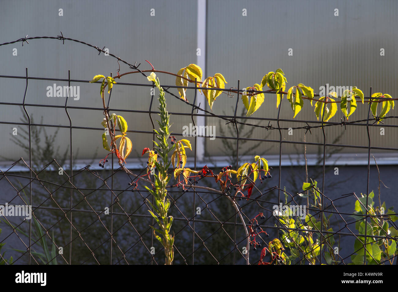 Wire Weed High Resolution Stock Photography and Images - Alamy
