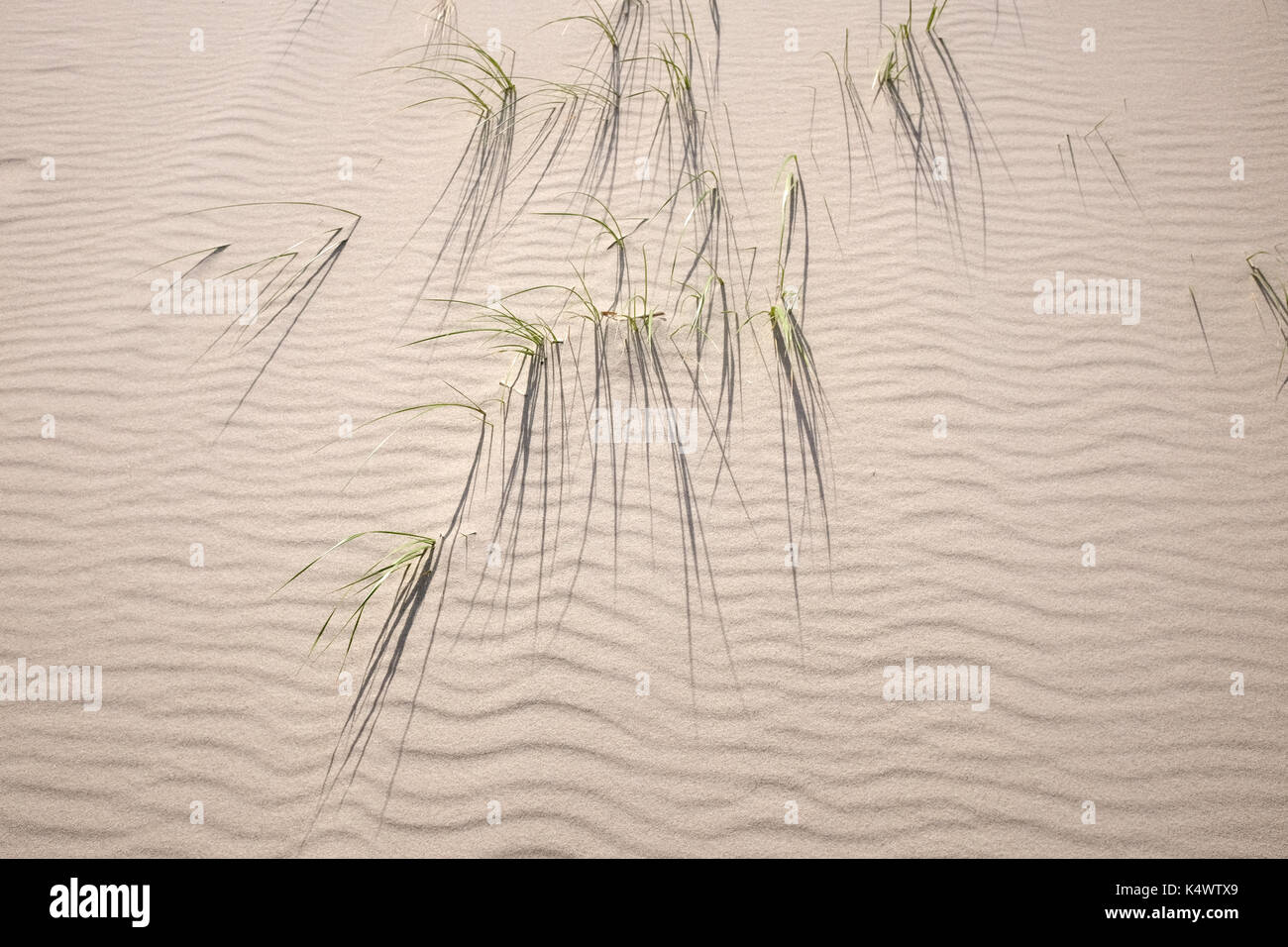wind blown grass on sand dune Stock Photo - Alamy