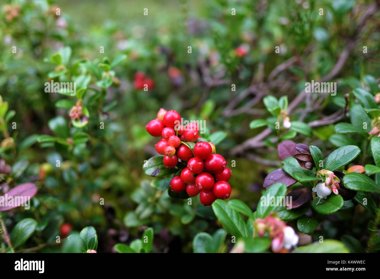 Cranberries growing hi-res stock photography and images - Alamy