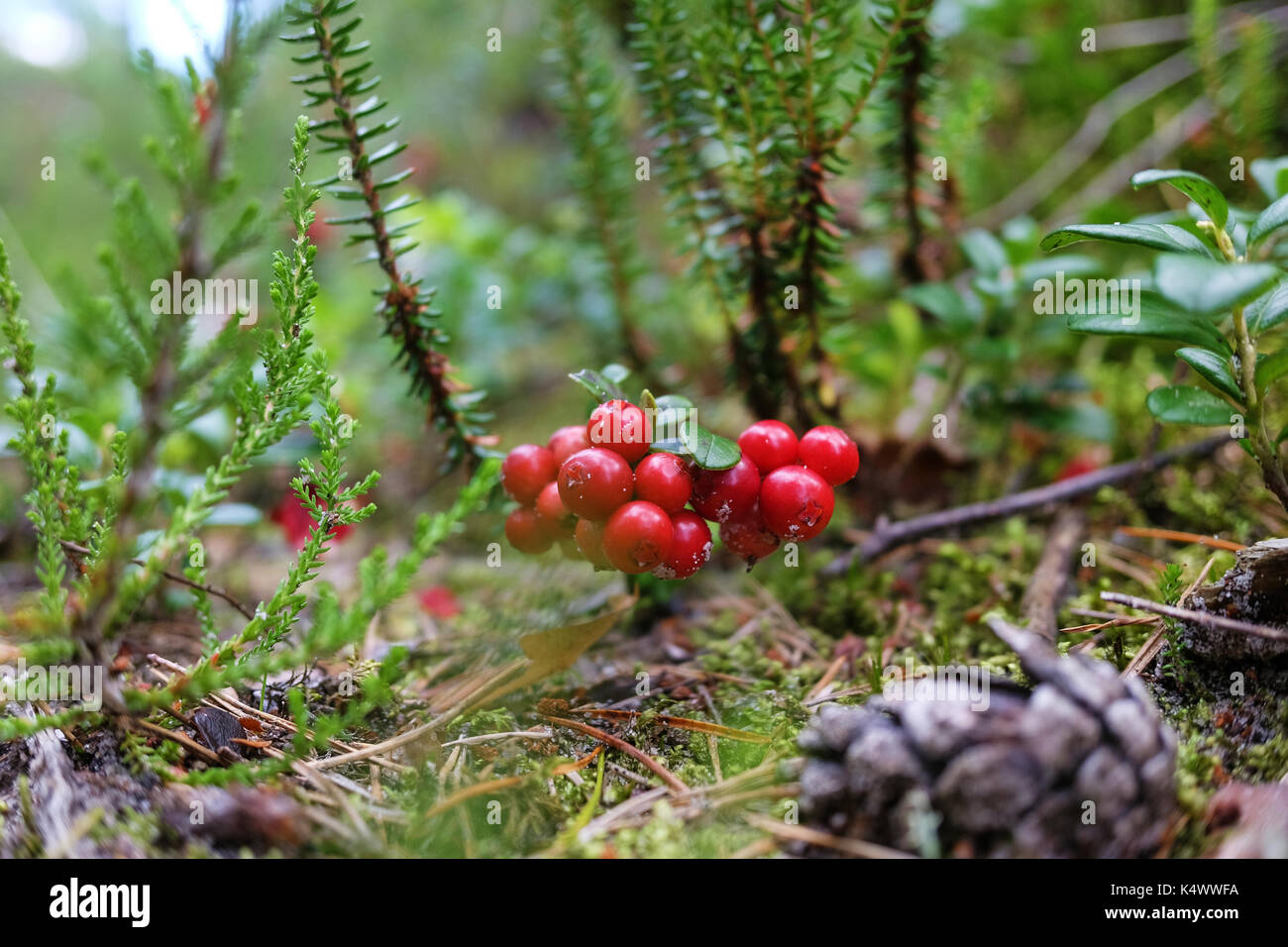 Cranberries growing hi-res stock photography and images - Alamy