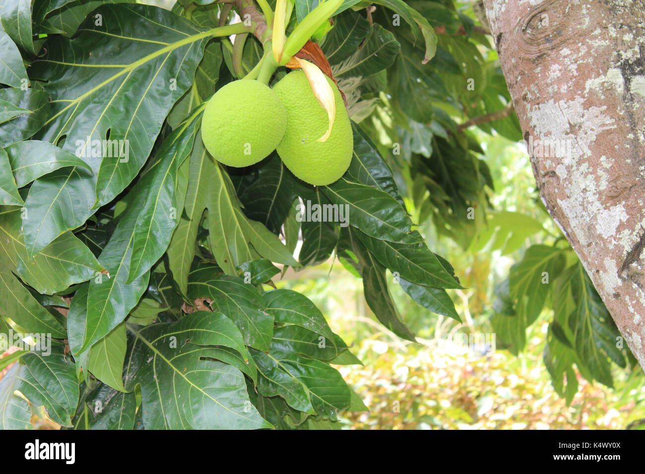 Breadfruit growing on a tree in the Caribbean Stock Photo - Alamy