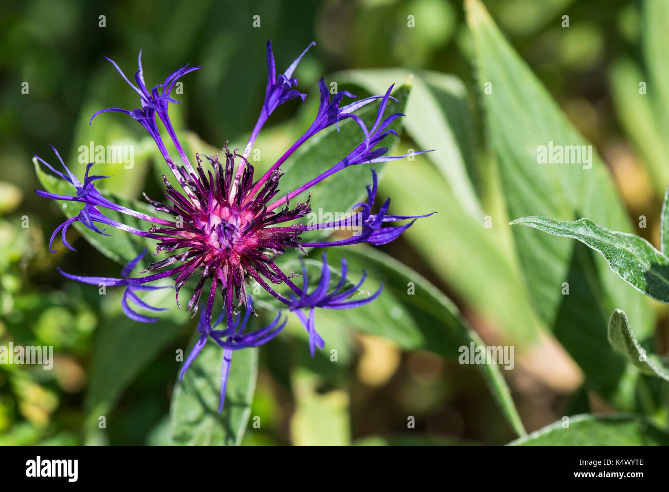 A Centaurea montana in flower Stock Photo - Alamy