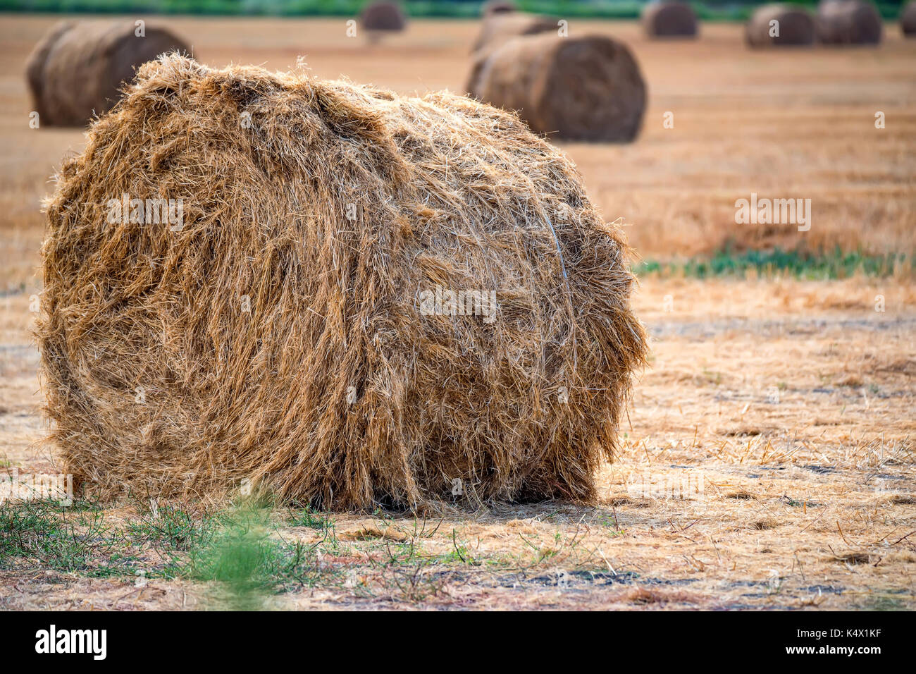 Haystacks on field in countryside Stock Photo - Alamy