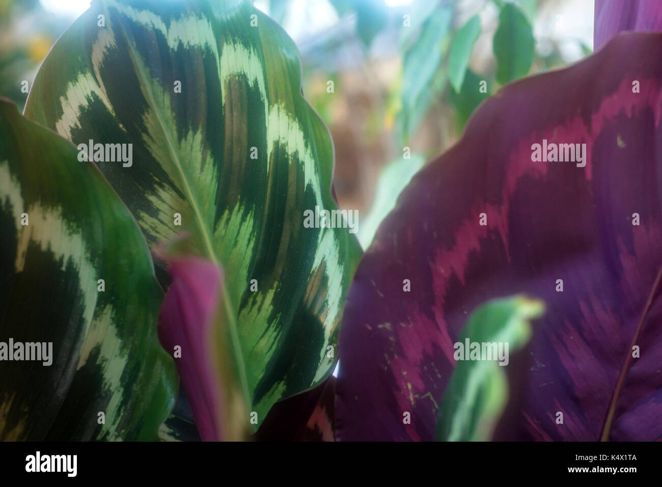 Detail maranta leuconeura leaf hi-res stock photography and images - Alamy