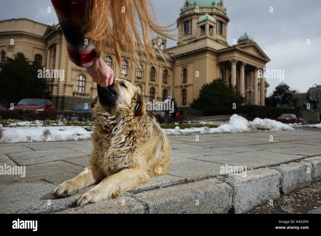 Girl feeding a stray dog on the street Stock Photo - Alamy