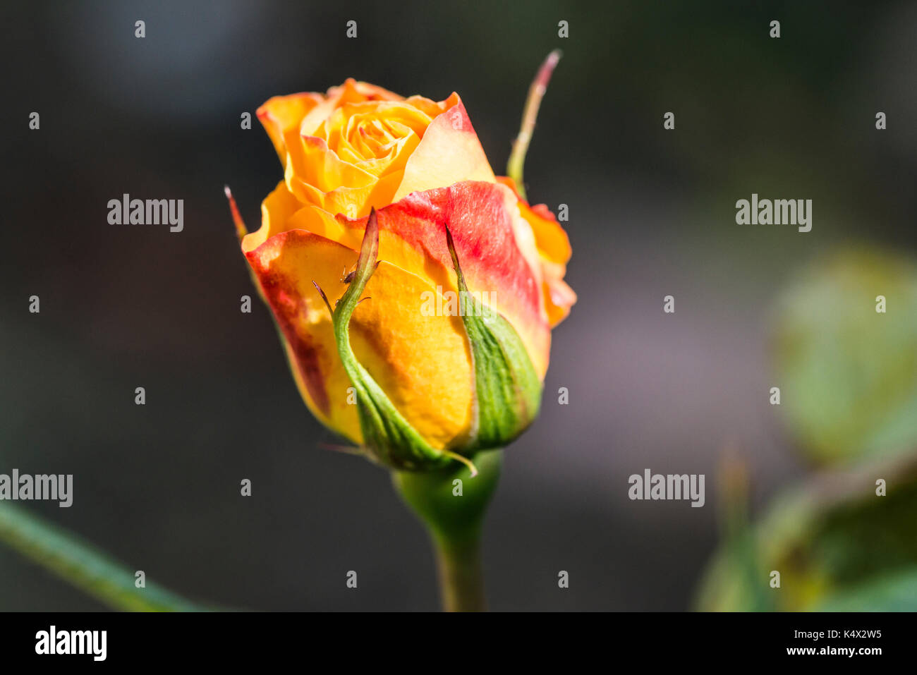 ‘golden showers’ rose hi-res stock photography and images - Alamy