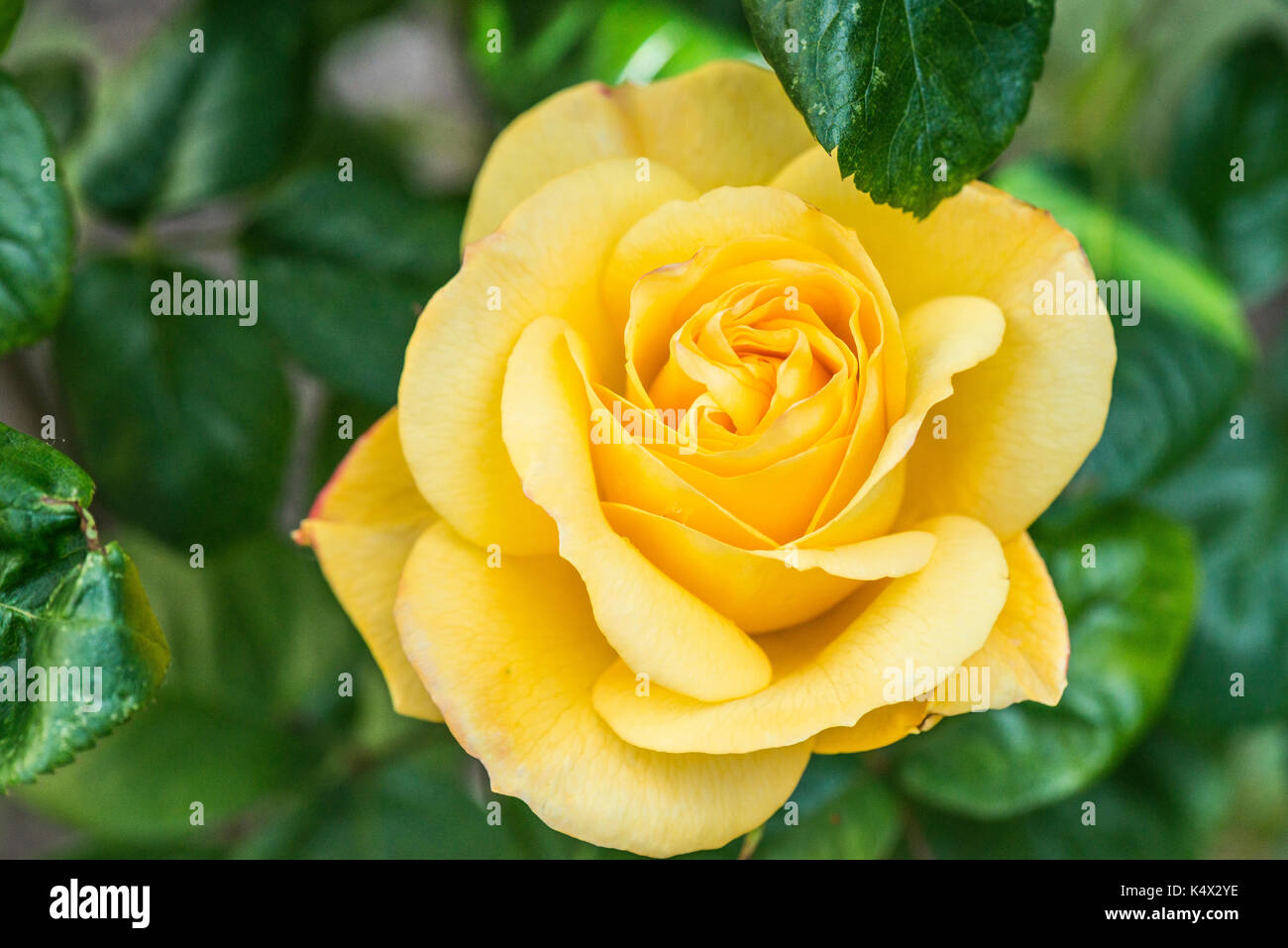 Golden showers hi-res stock photography and images - Alamy