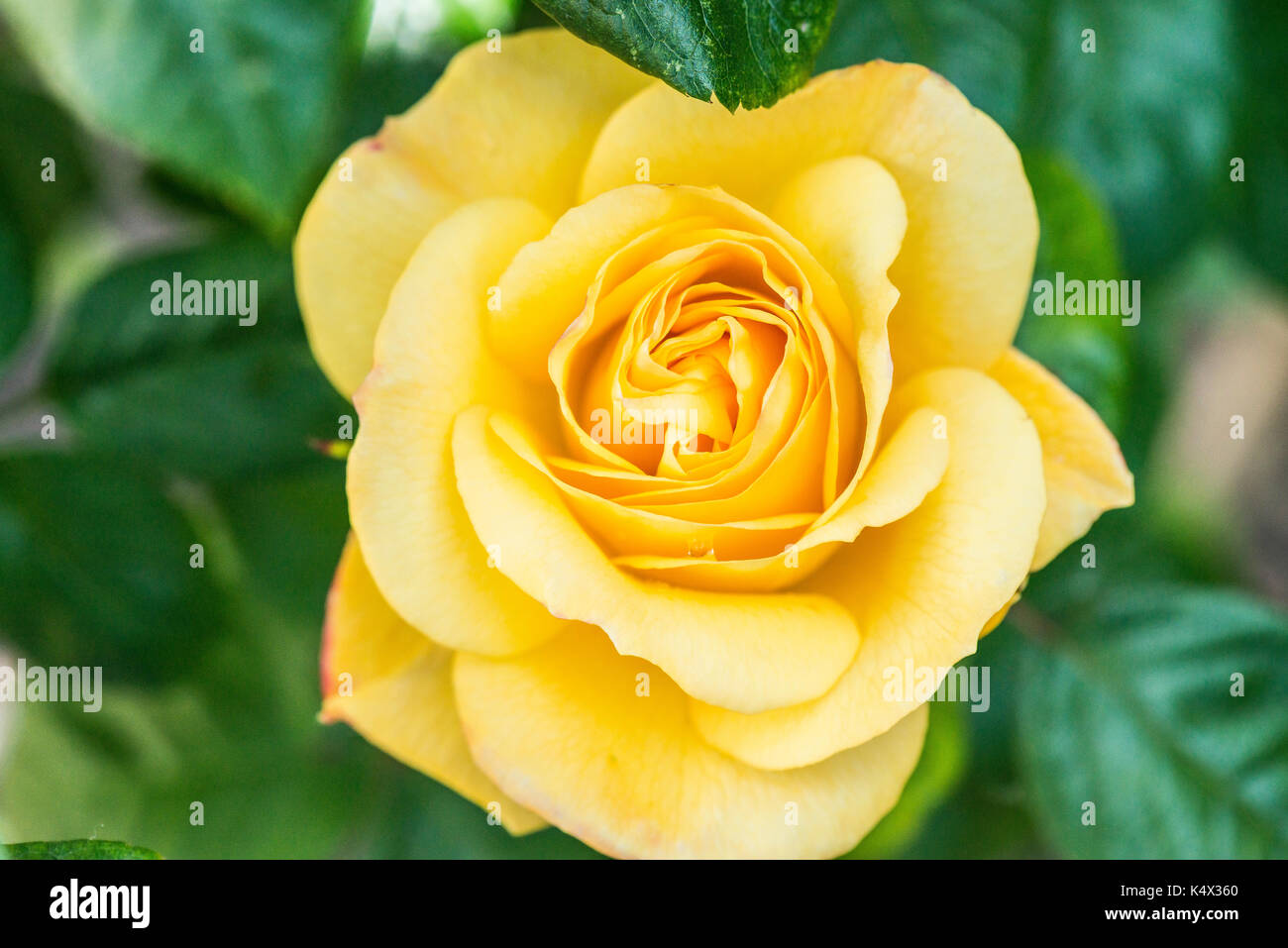 Golden showers hi-res stock photography and images - Alamy