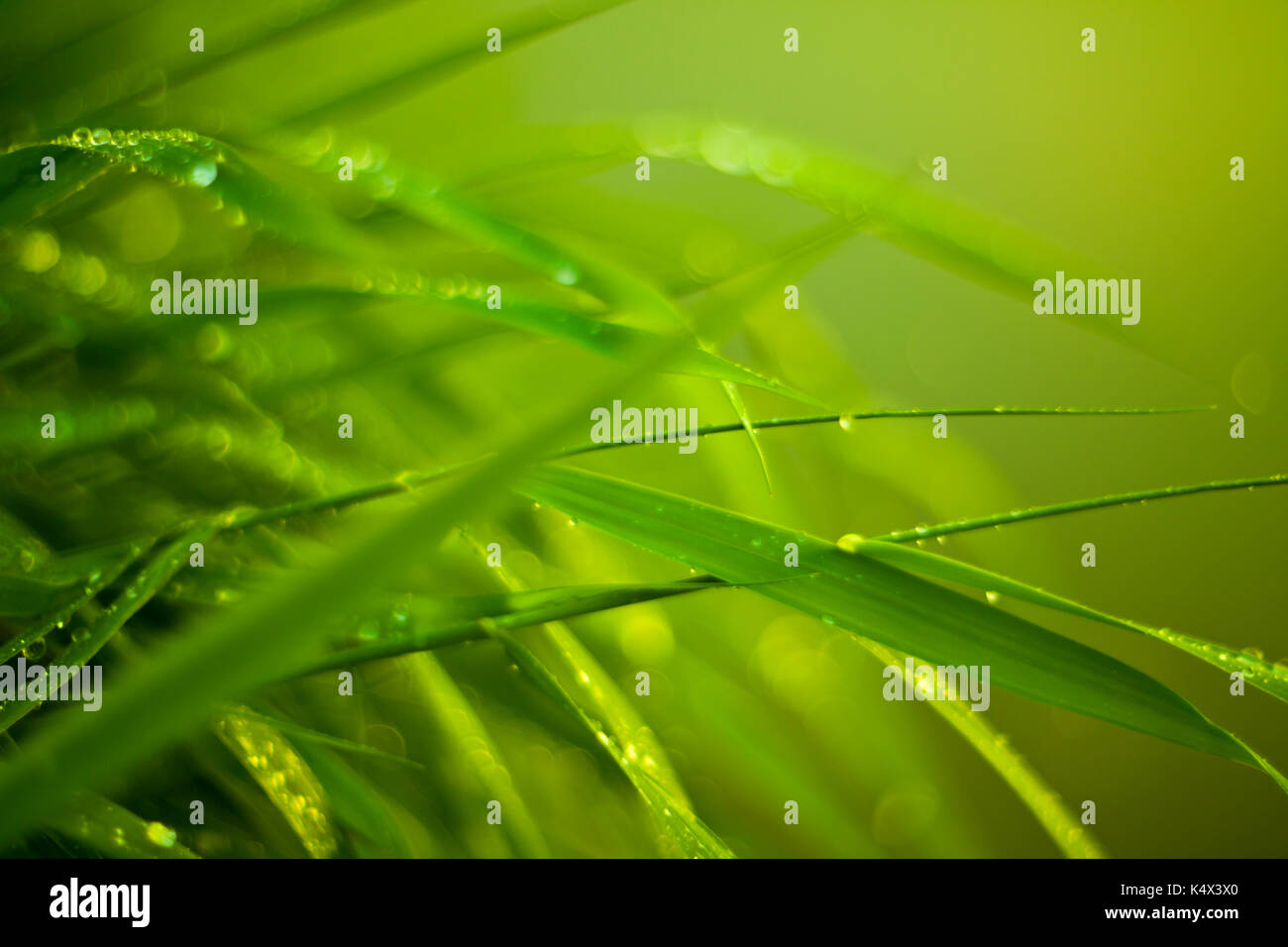 grass with morning dew for natural background Stock Photo - Alamy