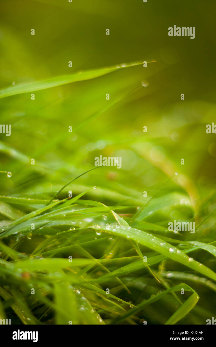 grass with morning dew for natural background Stock Photo - Alamy