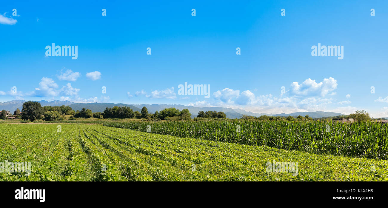 Agricultural landscape. Green field of soybean. Soybean plantation ...