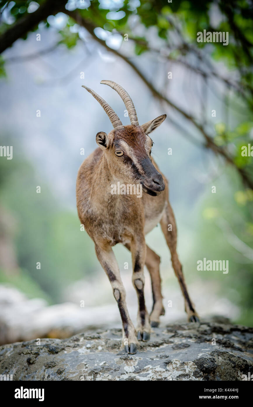 Samaria gorge goat Stock Photo - Alamy