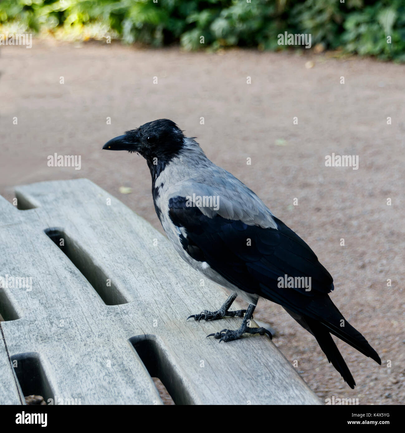 A gray crow Stock Photo - Alamy