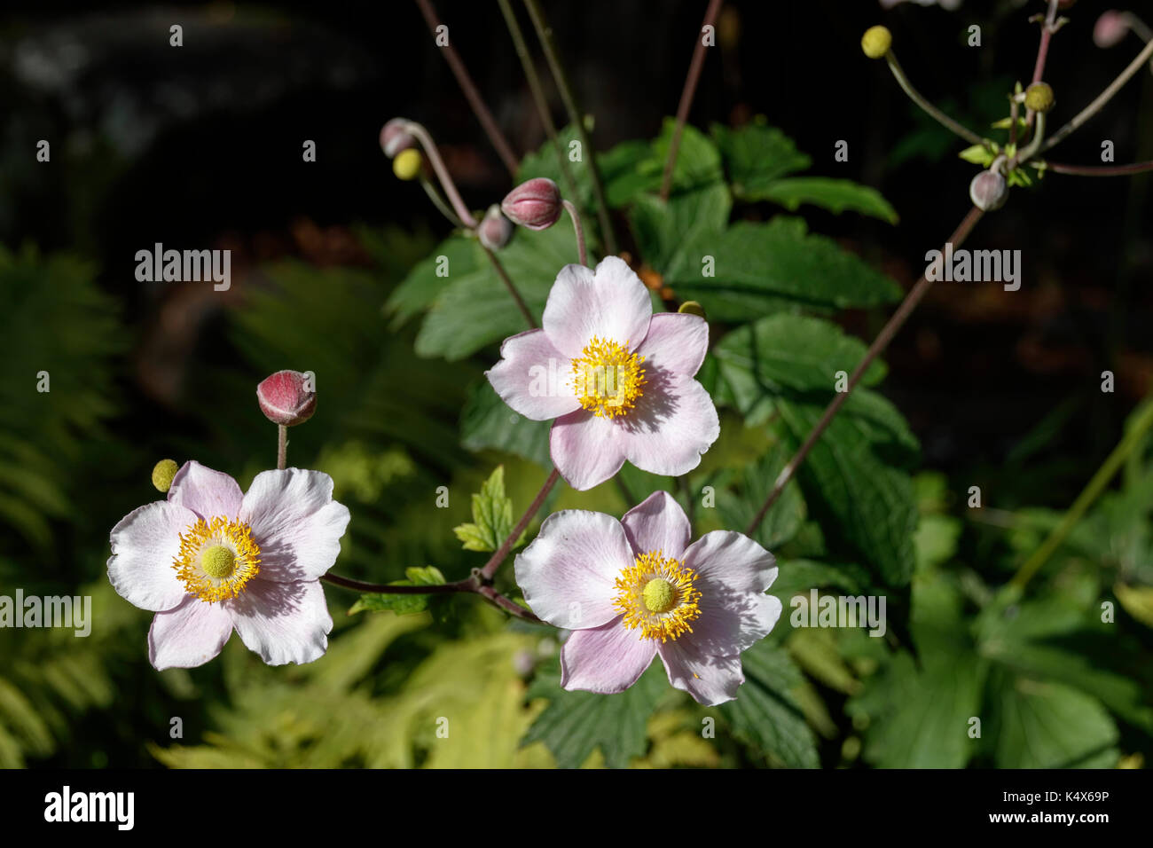 Delicate pink flowers in foliage Stock Photo - Alamy