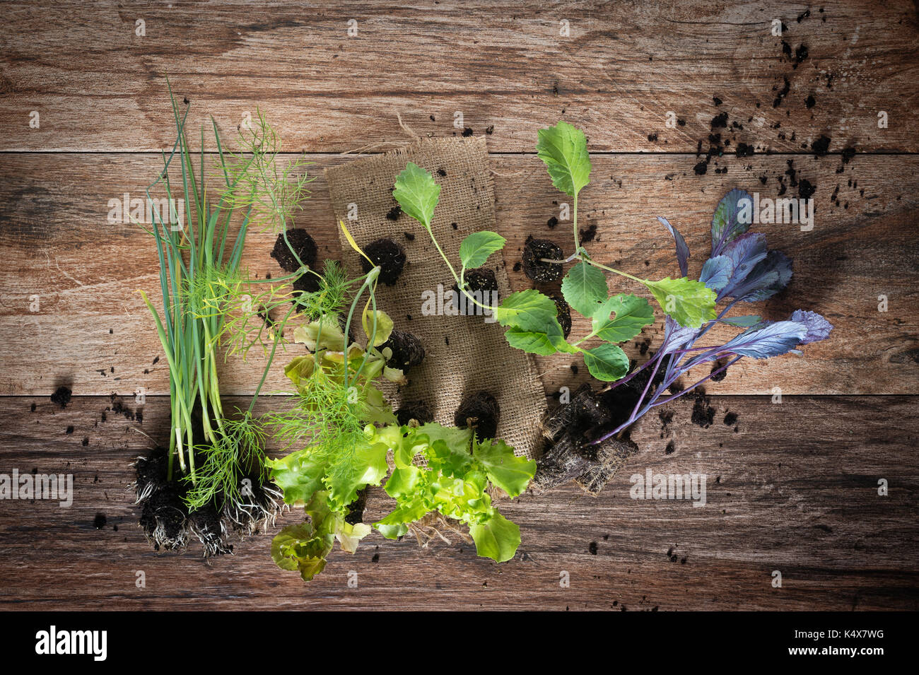 Young plants on rustic wooden background. Top view. Lettuce, cabbage ...