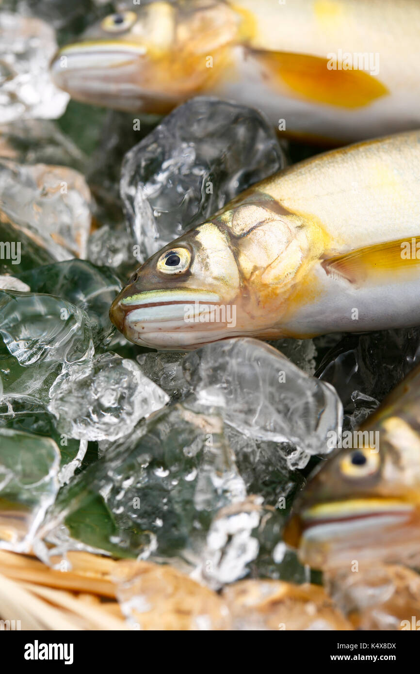 Fish face up close hi-res stock photography and images - Alamy