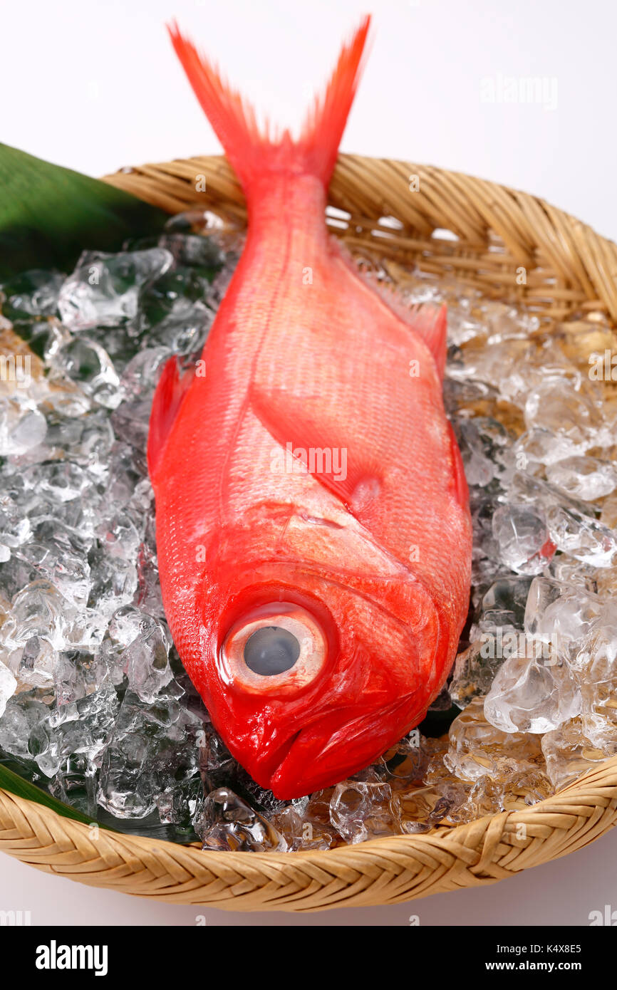 Fresh whole red snapper hi-res stock photography and images - Alamy