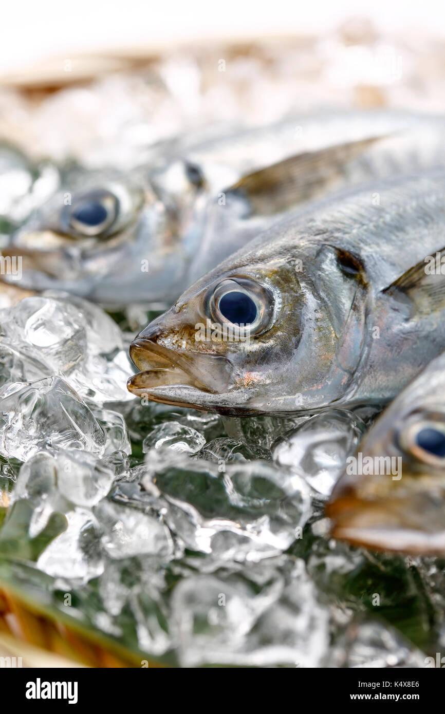 Horse mackerel hi-res stock photography and images - Alamy