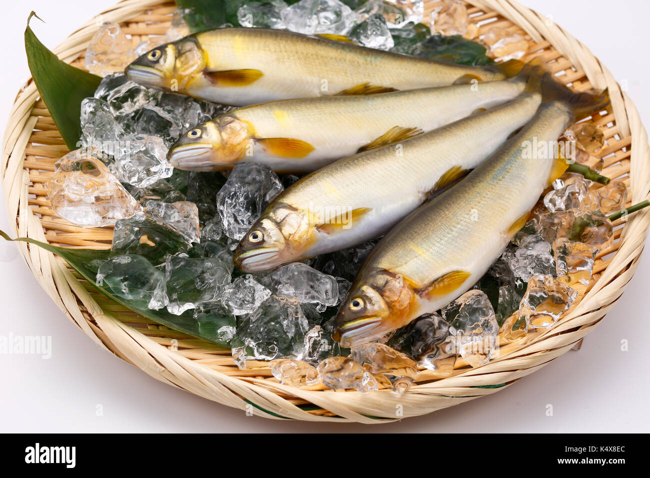 Plecoglossus altivelis altivelis hi-res stock photography and images ...