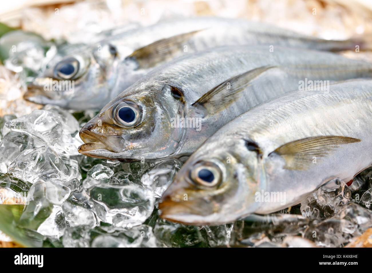 Japanese Horse Mackerel Stock Photo - Alamy