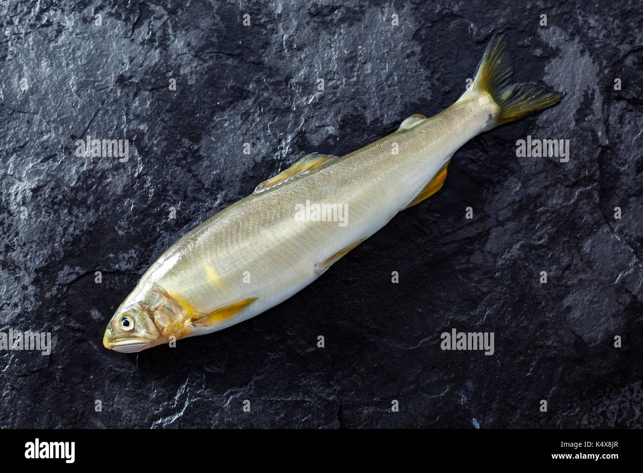 Sweetfish hi-res stock photography and images - Alamy