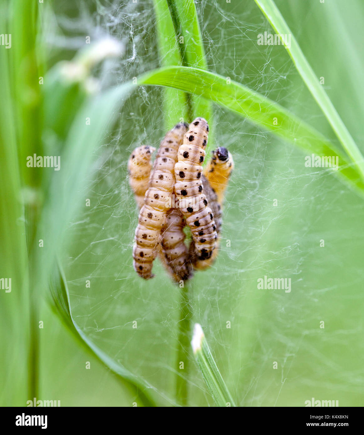 Caterpillar caterpillars insects hi-res stock photography and images ...
