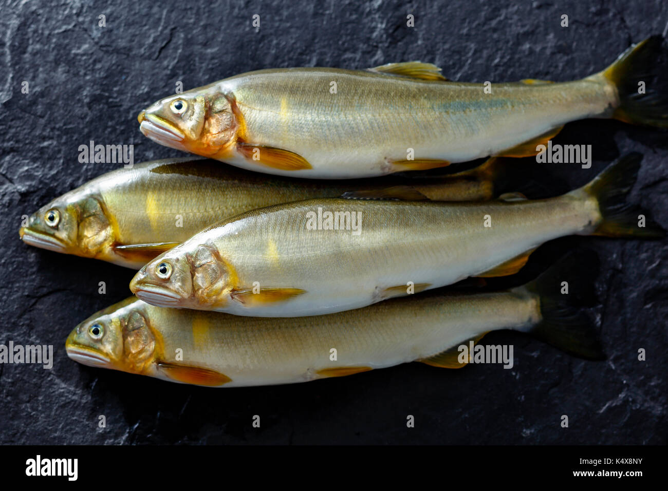 No one fish hi-res stock photography and images - Alamy
