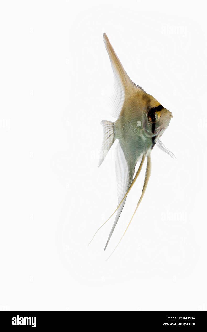 Freshwater angelfish hi-res stock photography and images - Alamy