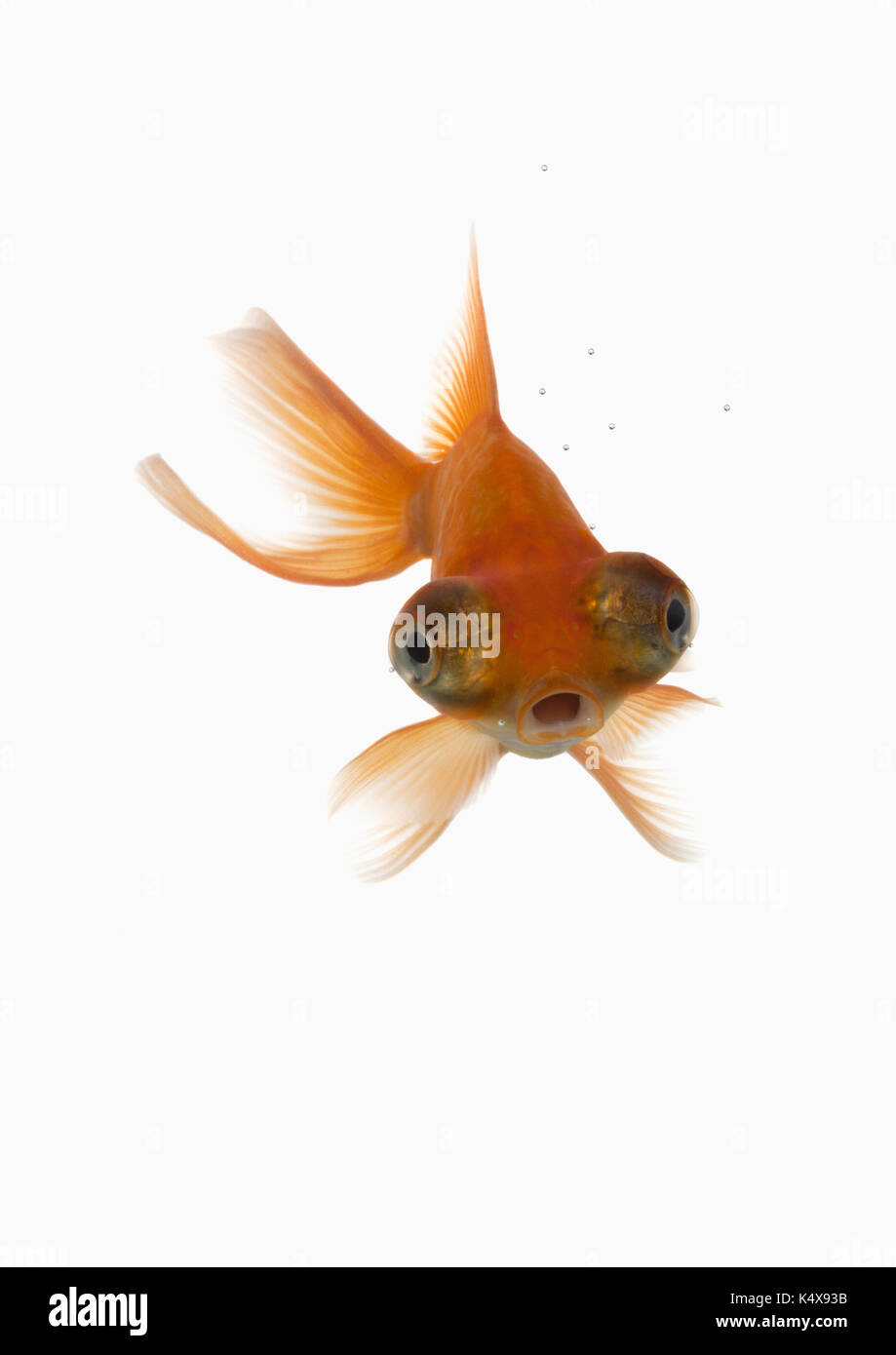 Selective focus shot fish hi-res stock photography and images - Alamy