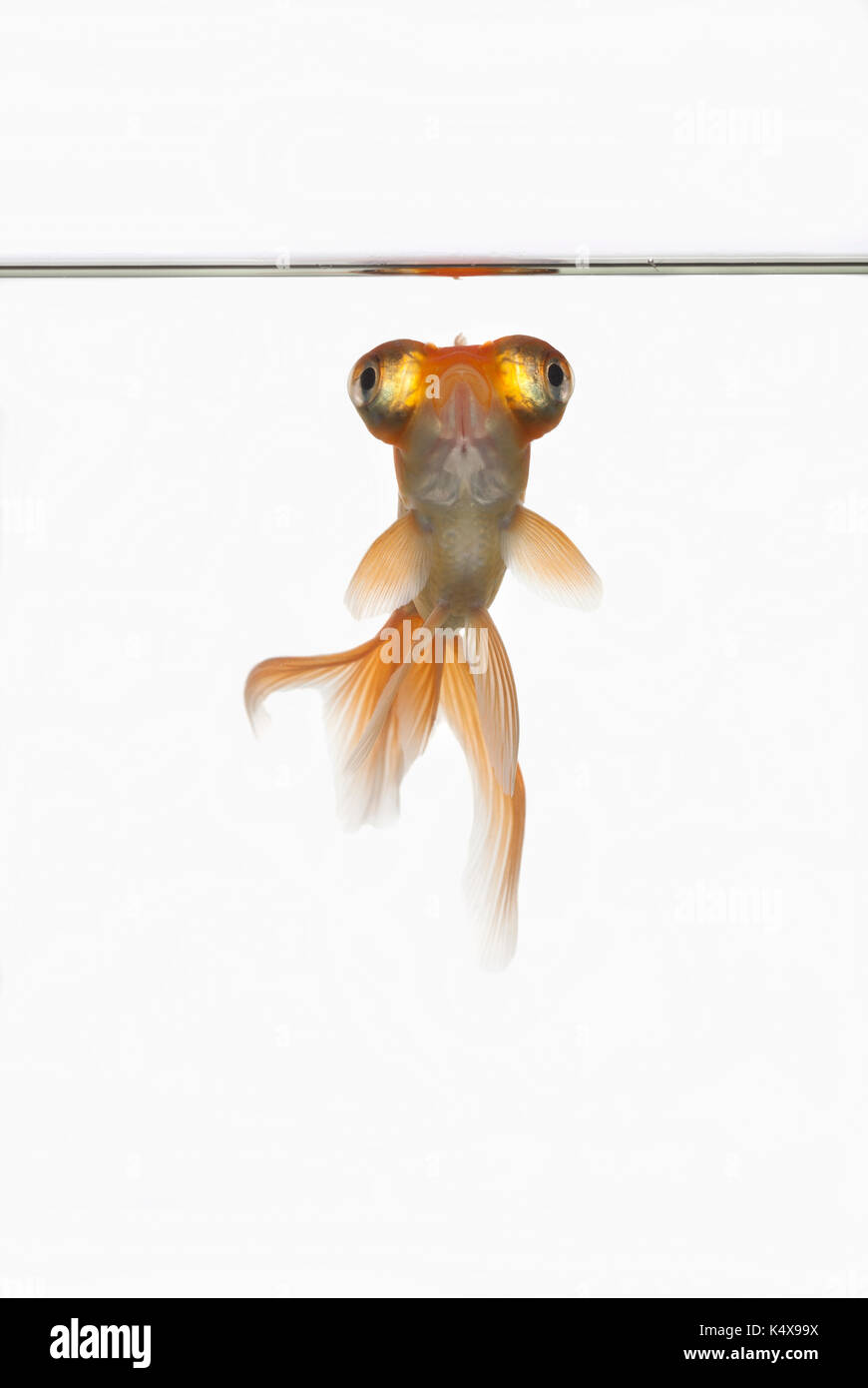 Pet fish hi-res stock photography and images - Alamy