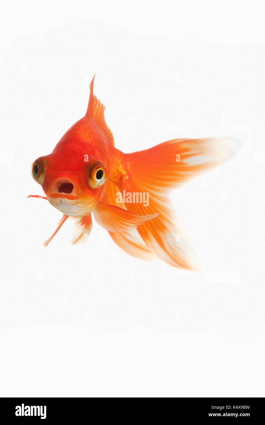 Pet Fish studio shot Stock Photo - Alamy