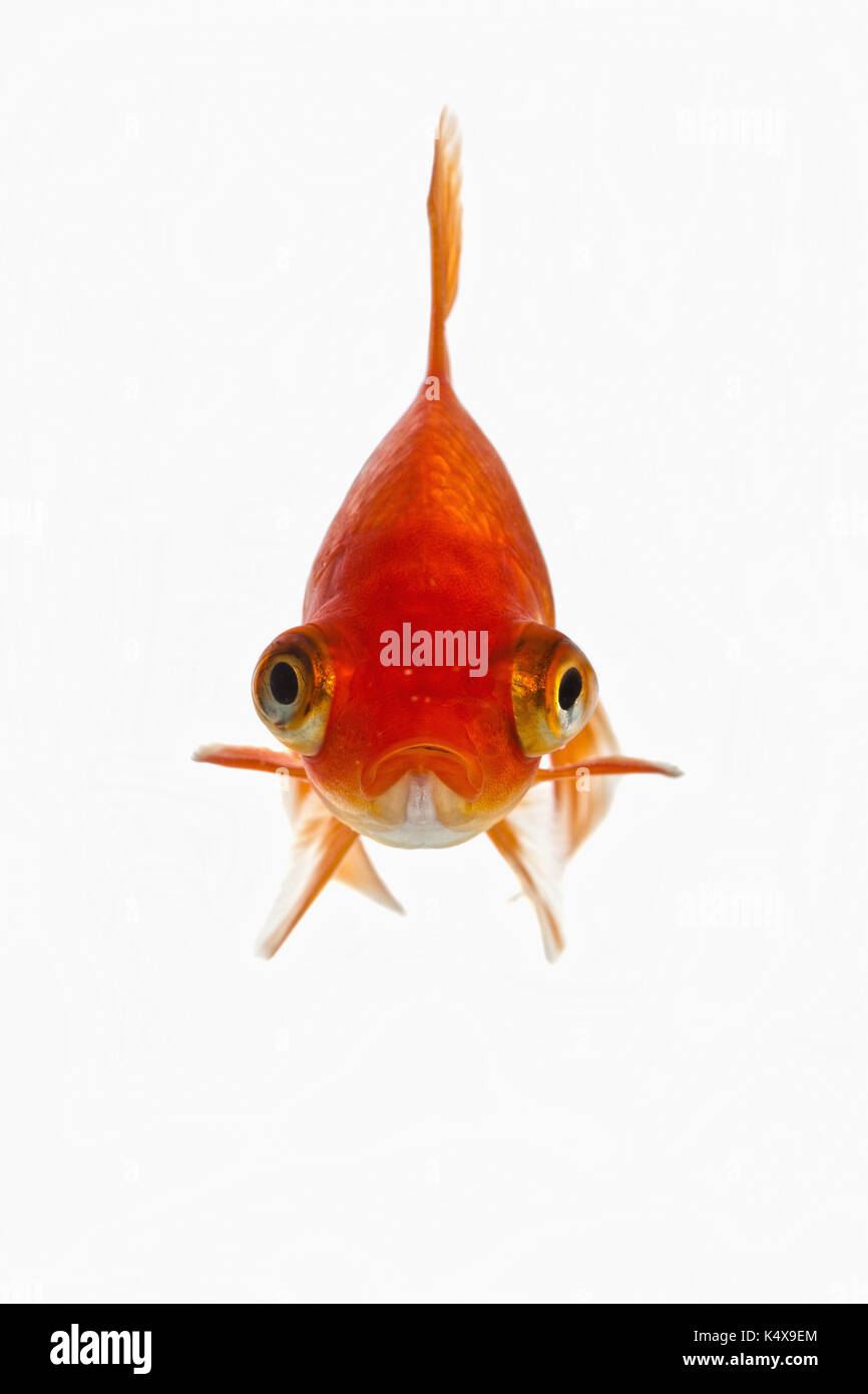 Underwater studio hi-res stock photography and images - Alamy