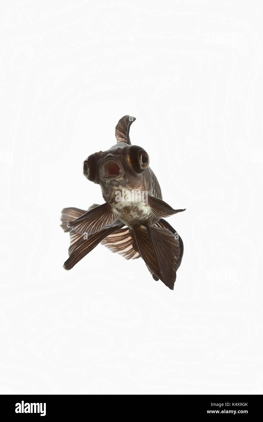 Studio with goldfish hi-res stock photography and images - Alamy