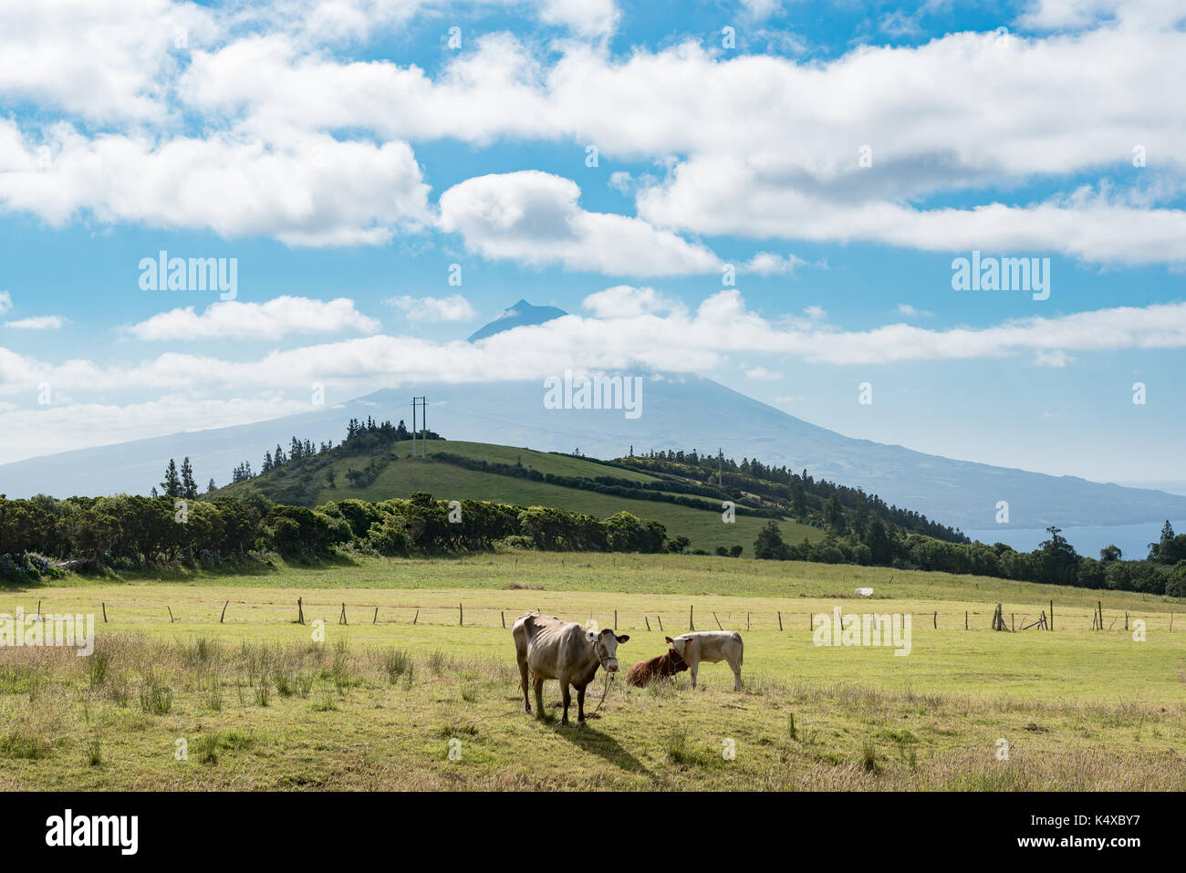 Panorama, Landscape, view of the island of Pico from Horta, Faial ...