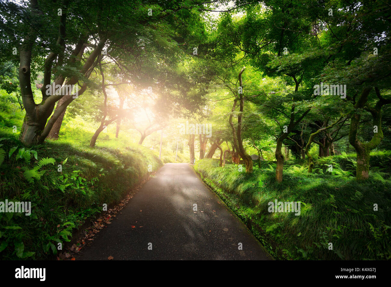 beautiful peaceful Landscape; path in the old green park Stock Photo ...
