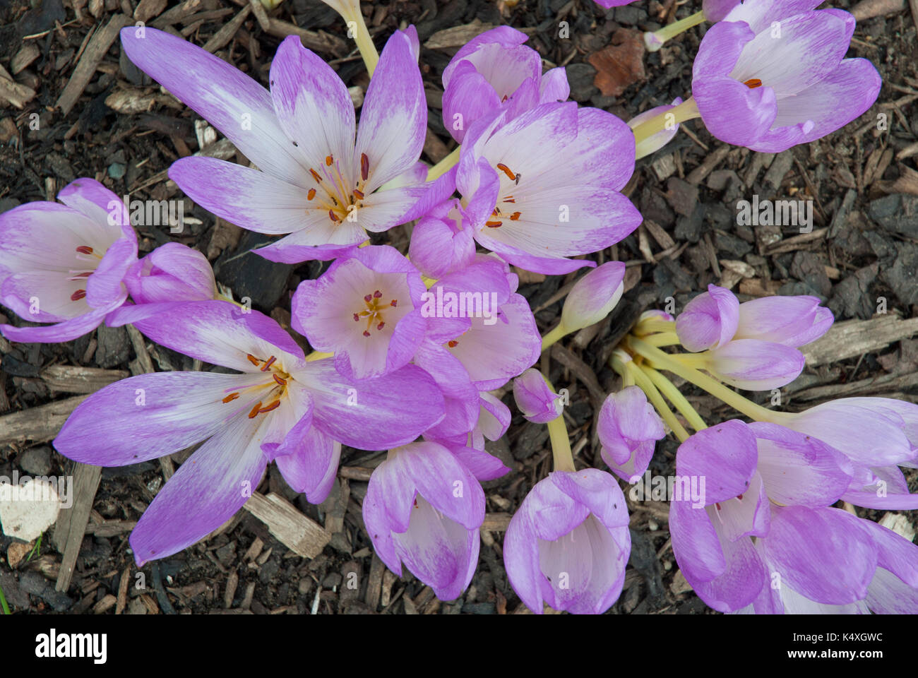 Purple colchicum hi-res stock photography and images - Alamy