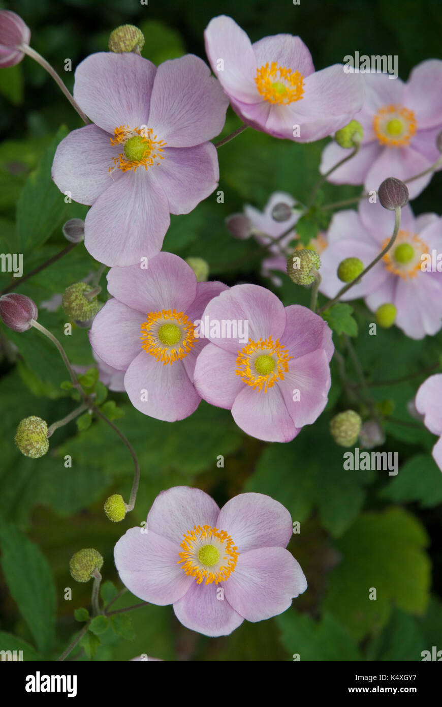 Japanese wind flower hi-res stock photography and images - Alamy