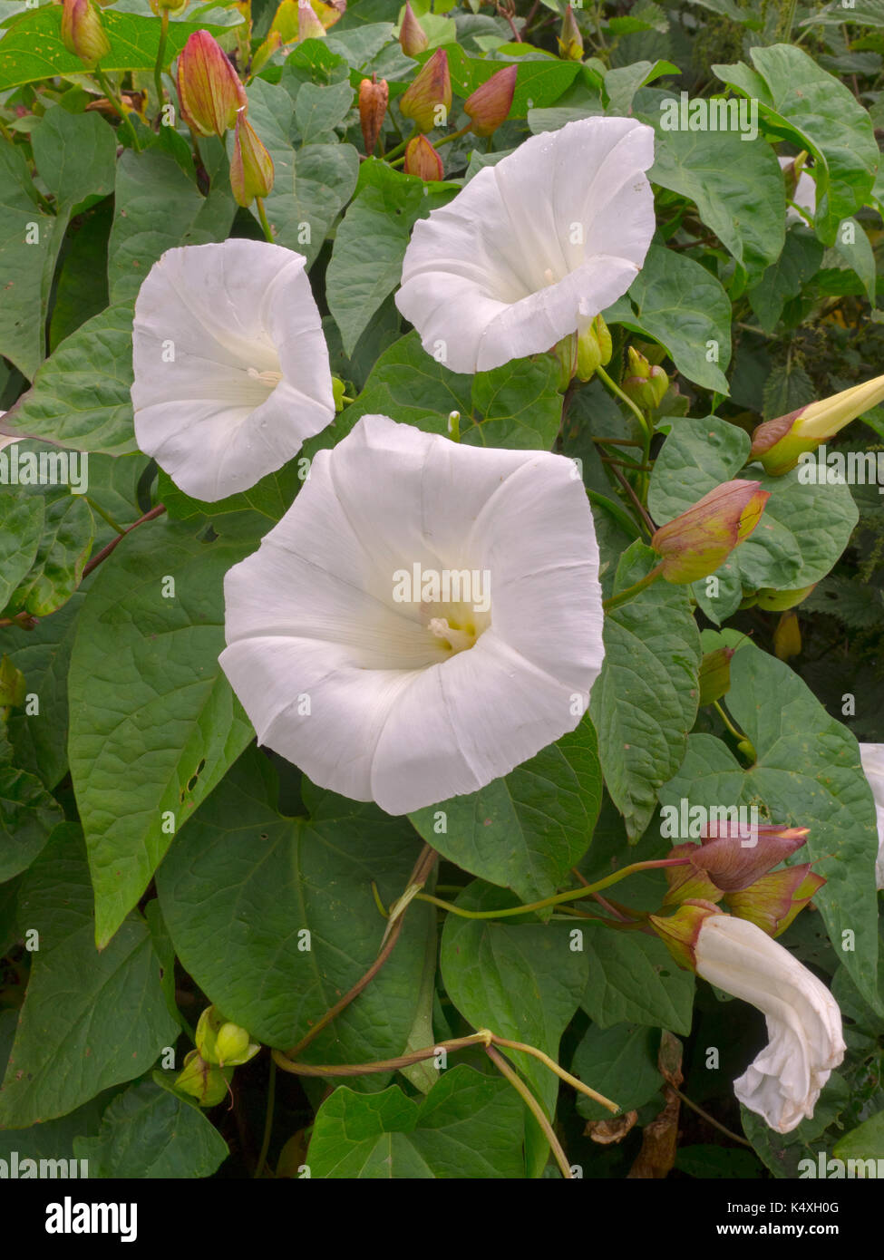 Bindweed,Hedge Bindweed, or Bellbind Calystegia sepium in tangled ...