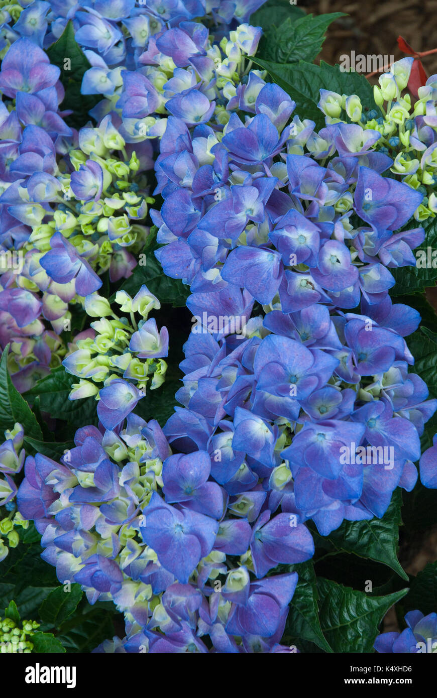 Bright blue hydrangea, Amor, mophead Stock Photo - Alamy