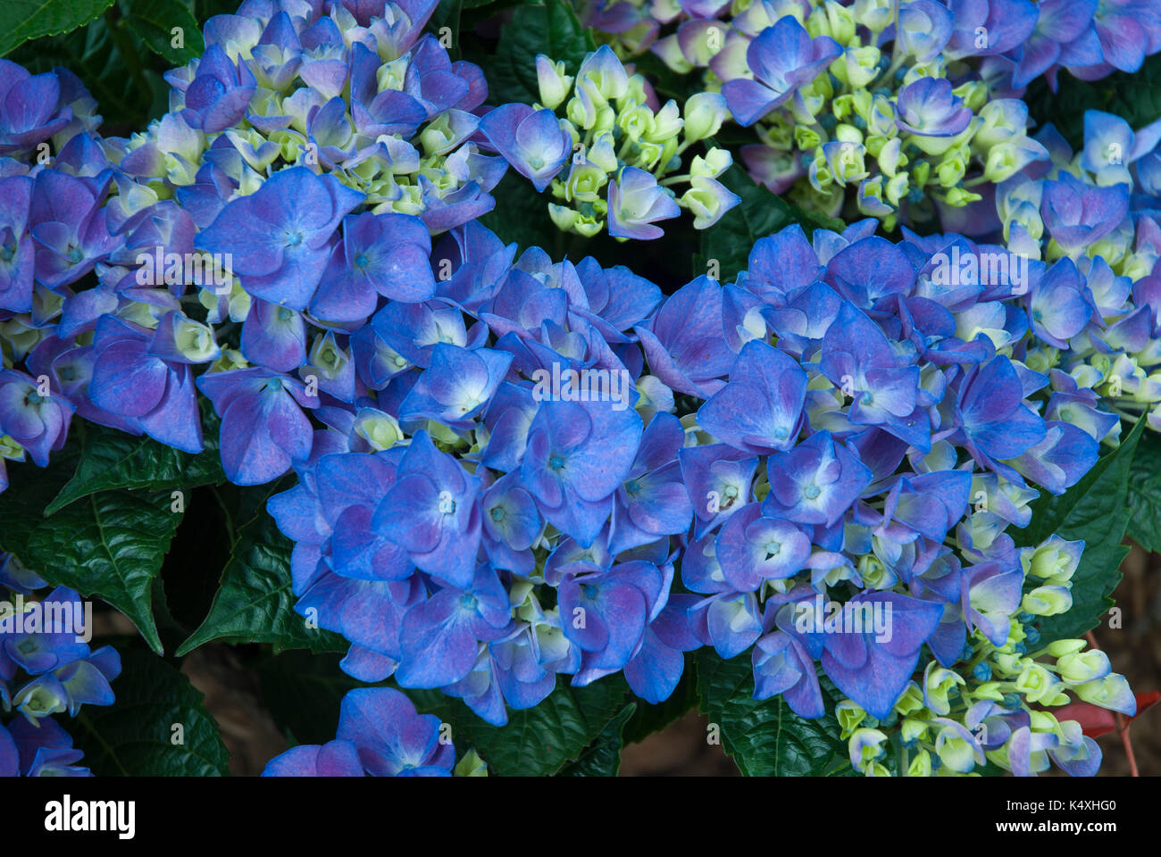 Bright blue hydrangea, Amor, mophead Stock Photo - Alamy