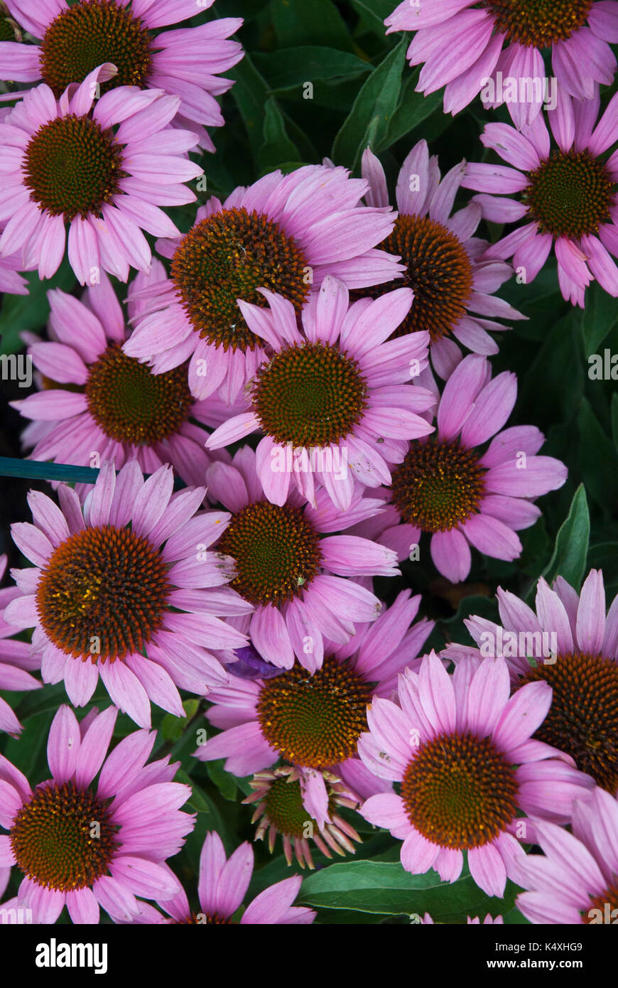 Cone flower hi-res stock photography and images - Alamy