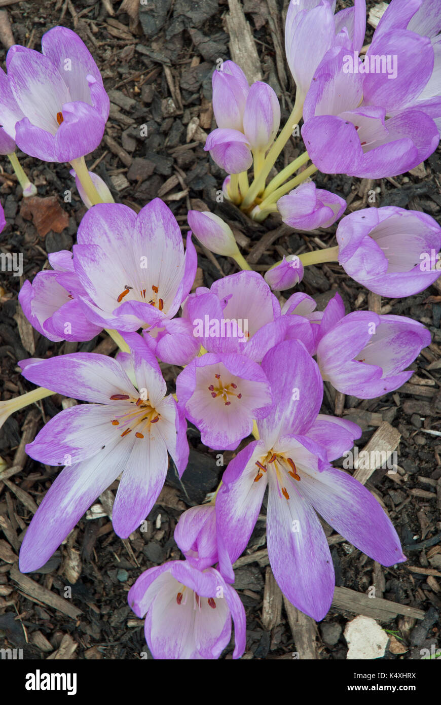 Bright pink purple hi-res stock photography and images - Alamy