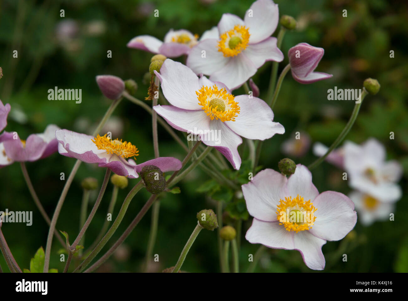 Anenome japonica hi-res stock photography and images - Alamy