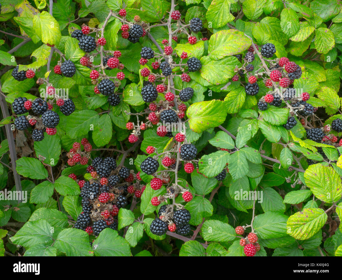 Brambles overgrown hi-res stock photography and images - Alamy