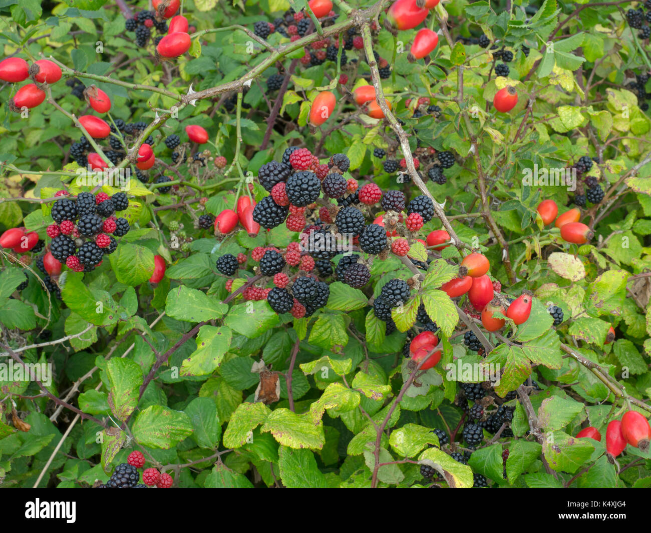 Rubus fruticosus hi-res stock photography and images - Alamy