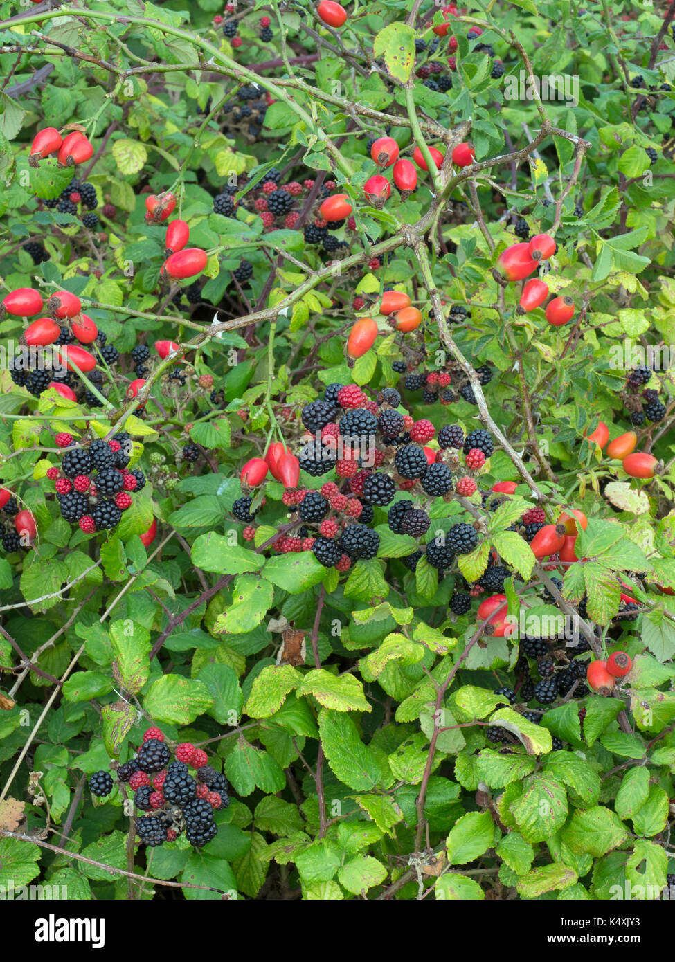 Blackberries Rubus fruticosus with Rose hips in tangled hedgerow ...