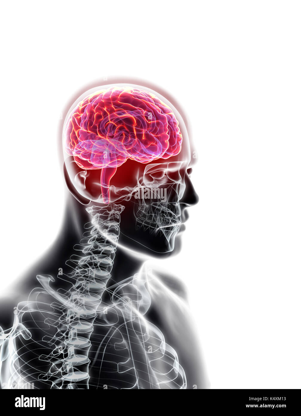 Human Internal Organic - Human Brain, 3D illustration medical concept ...