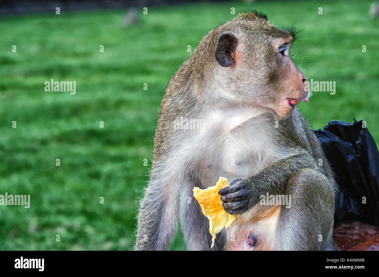 Cambodian long-tail monkey Stock Photo - Alamy