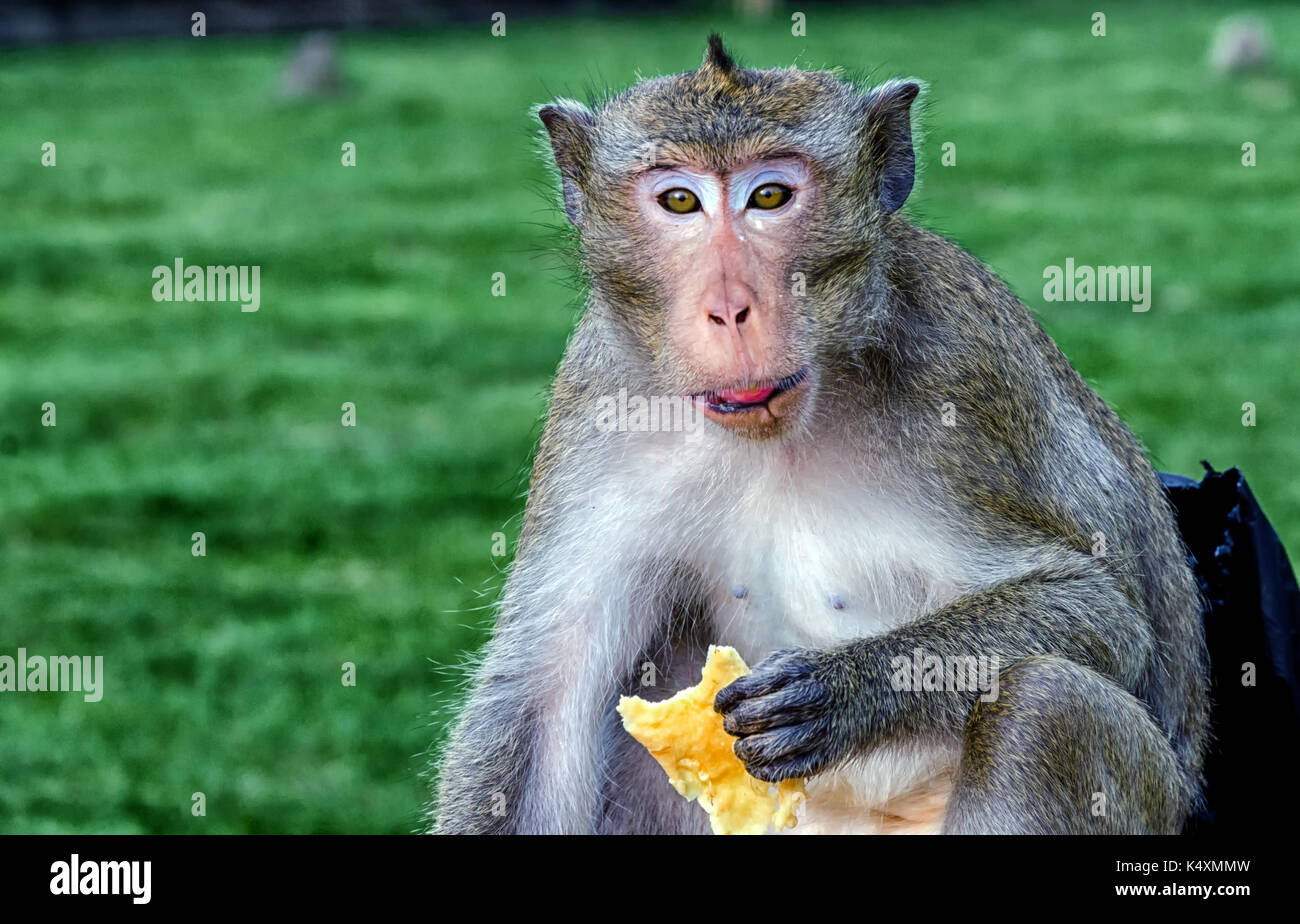 Cambodian long-tail monkey Stock Photo - Alamy
